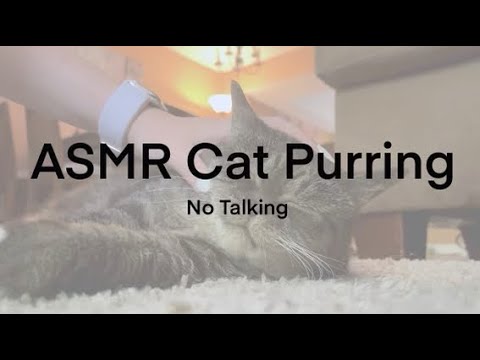 ASMR Purring Cat Sounds, No talking - YouTube
