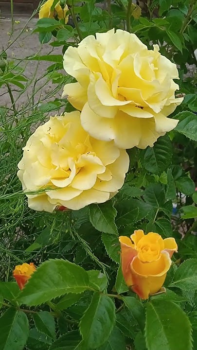 Роза чайно гибридная керио😘Создается впечатление,что на одном кусте ...
