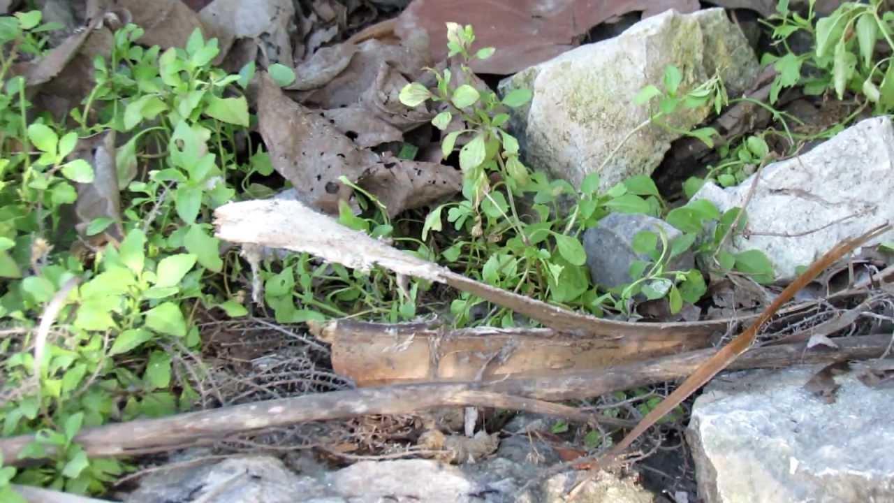Busy Ant Highway in Central America - YouTube