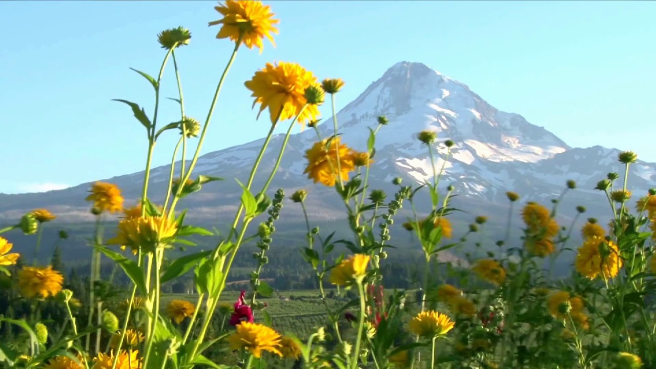 ASMR MOUNTAIN MEADOW AMBIENT, BIRDS SINGING, RELAXING NATURE SOUNDS, NO ...
