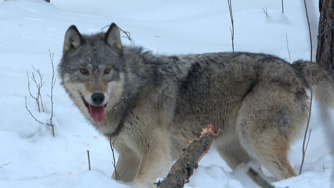 Tracking down a Wolf caught in a drag set! - YouTube