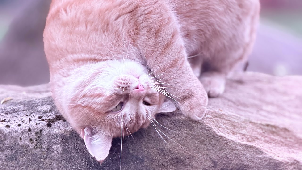 Butterbean the Farm Cat 🐈 - YouTube