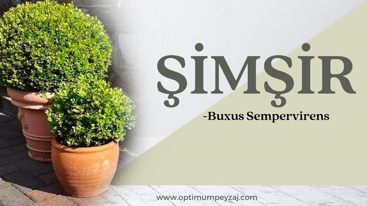 BİTKİ ANSİKLOPEDİSİ | ŞİMŞİR - BUXUS SEMPERVİRENS BİTKİSİ NEDİR? ŞİMŞİR ...
