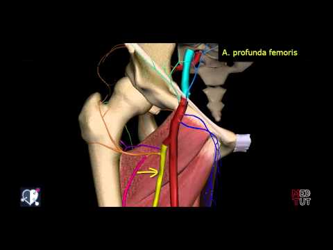 Untere Extremität - Arterien - Oberschenkel - 3D