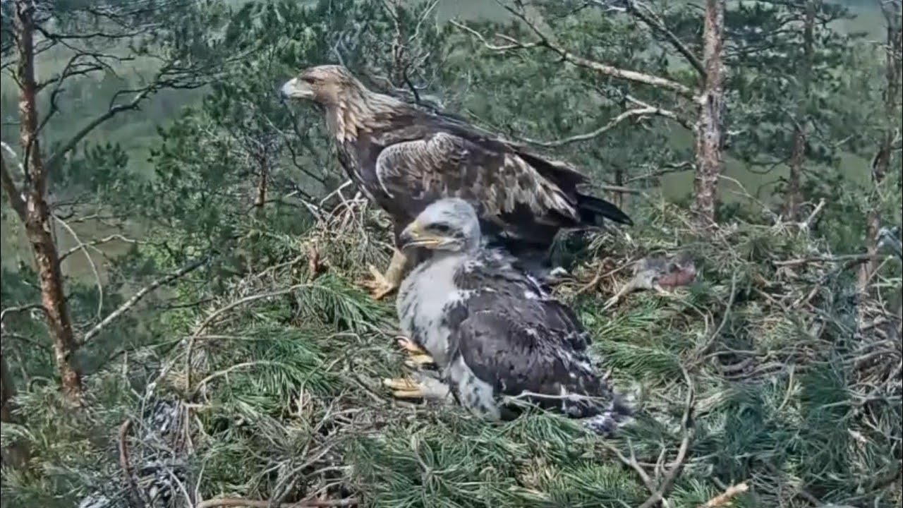 After many days eaglet have huge crop | Klinšu ērglis - Golden Eagle ...