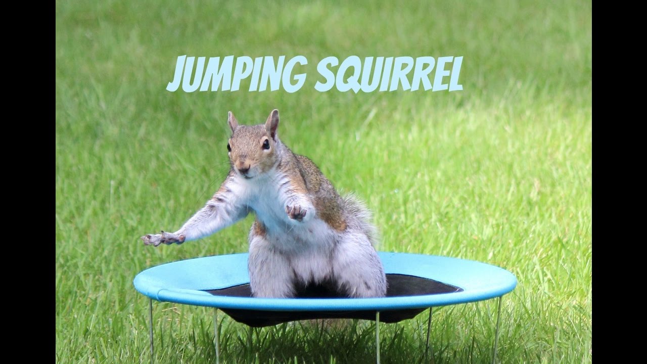 Jumping Squirrel - YouTube
