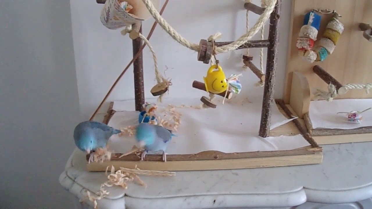 Touis celeste,perruches moineau,forpus coelestis,pacific parrotlets ...