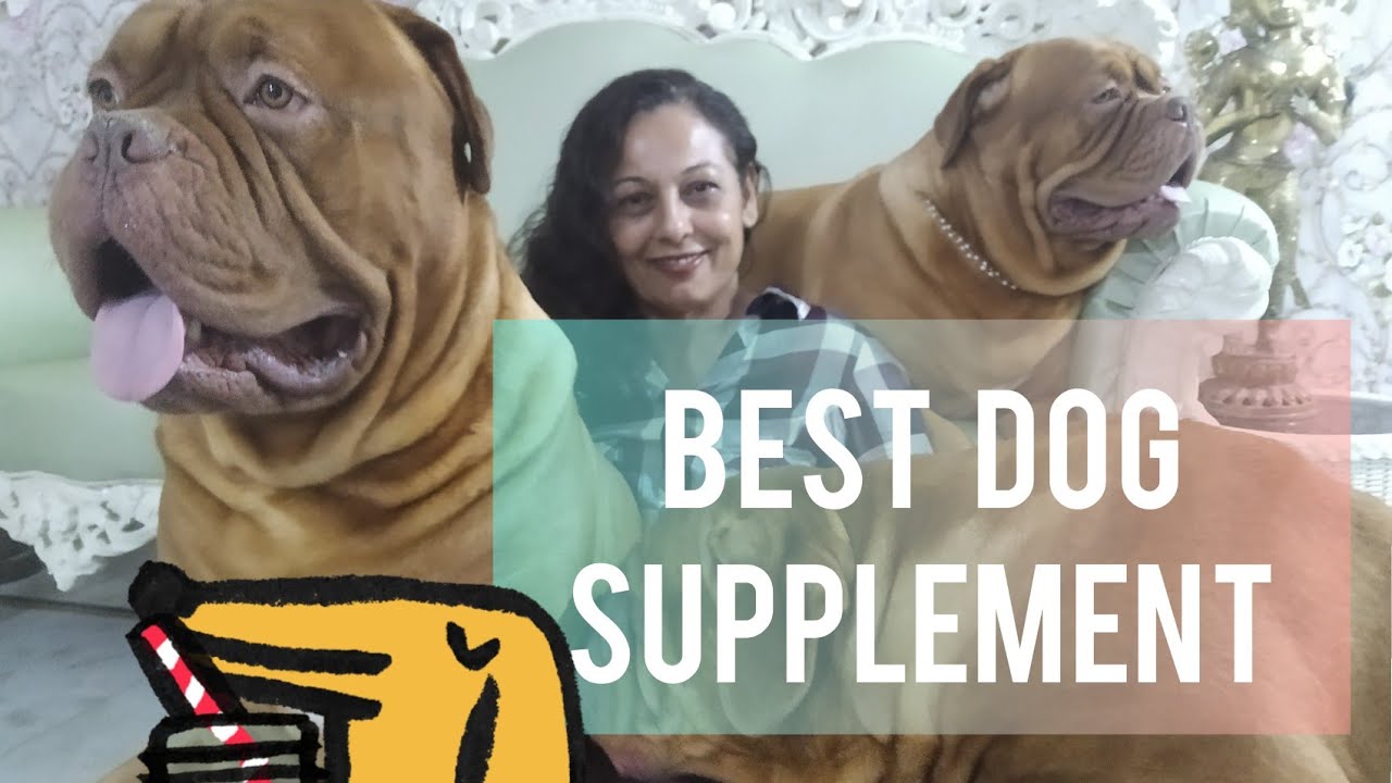 Best Dog Supplements || When and How to give Dog Supplements || Anupma ...