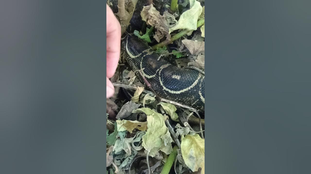 boa constrictor mazacuata mexicana, bajo la higuera. - YouTube