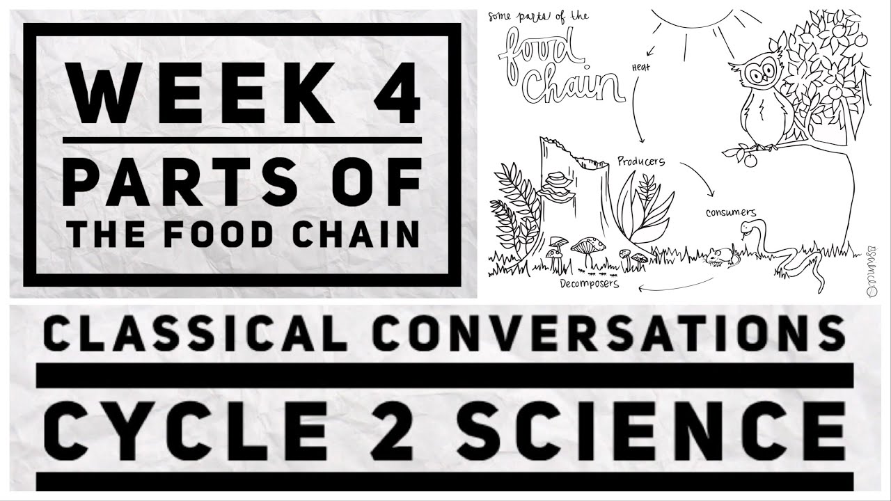 CC Cycle 2 Week 4 Science food chains - YouTube