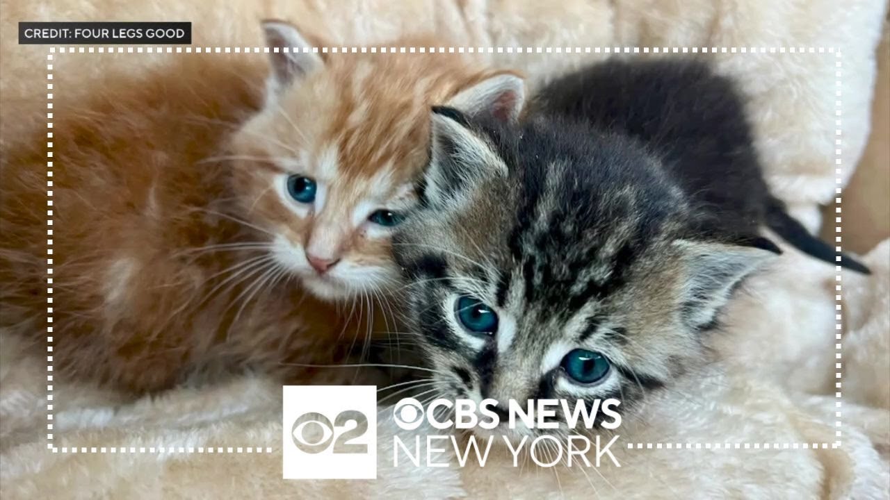 Rabies scare hits private school in Rockland County - YouTube