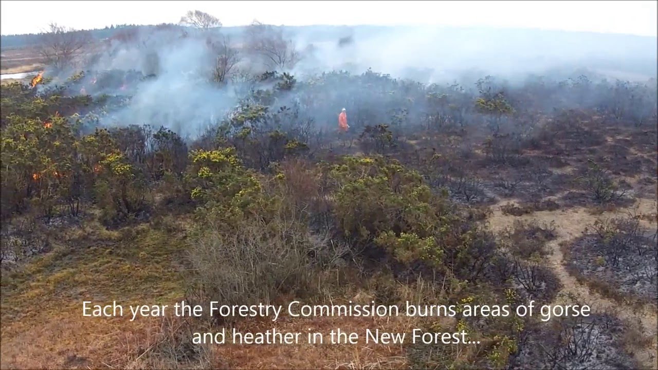 Controlled burning benefits precious New Forest habitats - YouTube