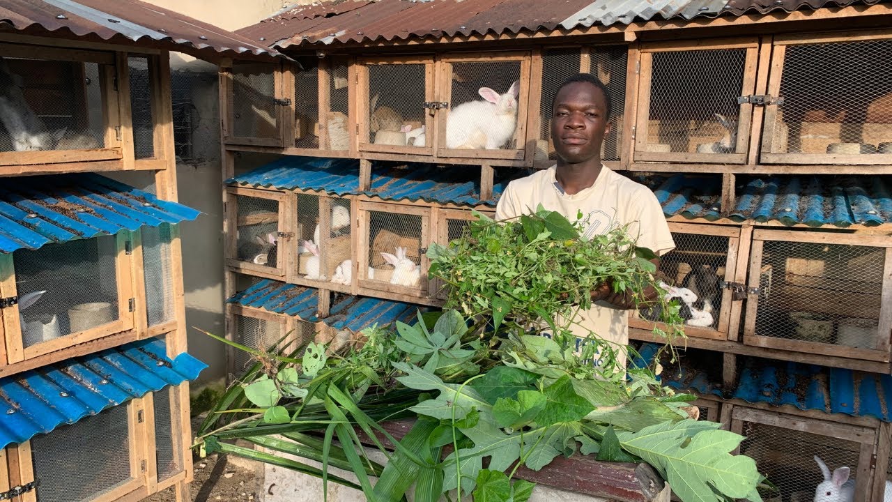 Leaves/food that rabbits eat - YouTube