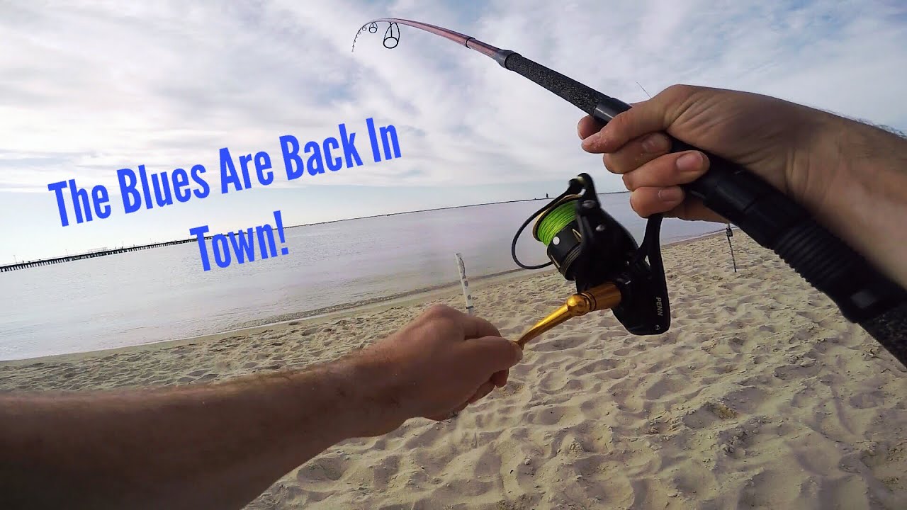 Bayside Bluefish Eating Bunker! Catch and Cook! - YouTube