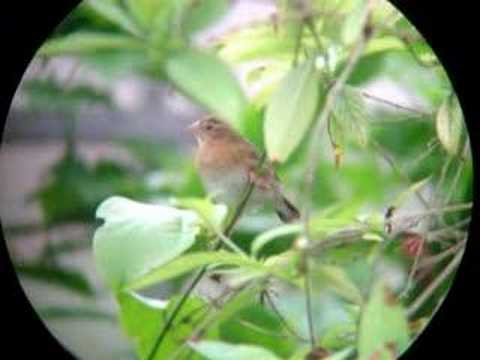 Napoleon Weaver - female - YouTube