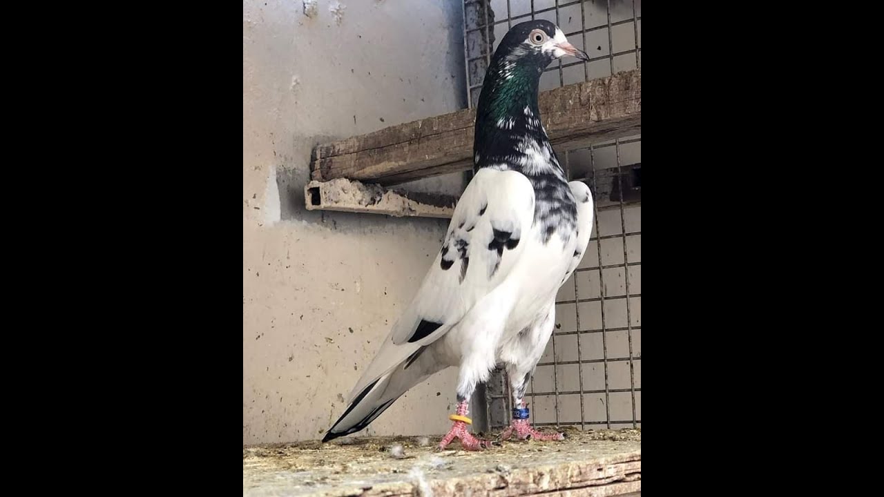High Flying Pigeons / Kabootar / Kalapatis - YouTube