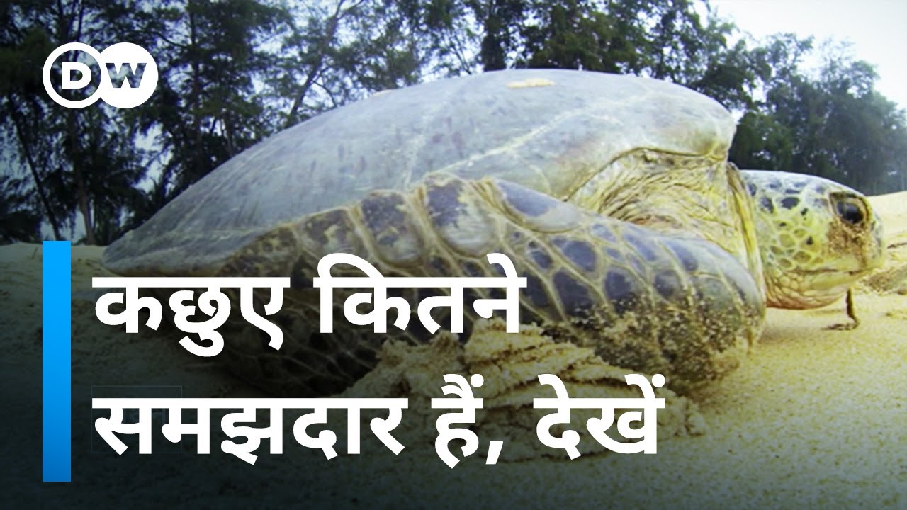 बरसों बाद भी अपना घर कैसे ढूंढ लेते हैं कछुए [How do sea turtles find ...