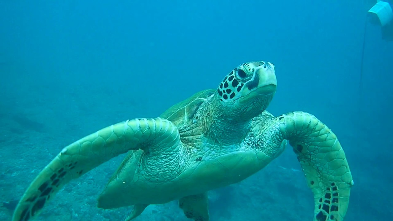 10252016 Encountering a friendly turtle-Tony - YouTube