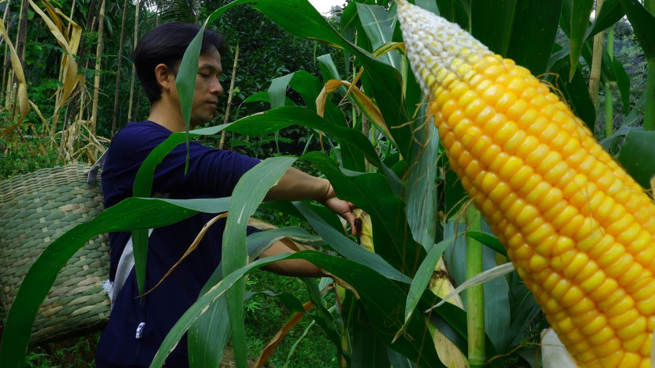 Jagung Manis | Sweet Corn. Delicious Dishes for Sweet Moment. - YouTube