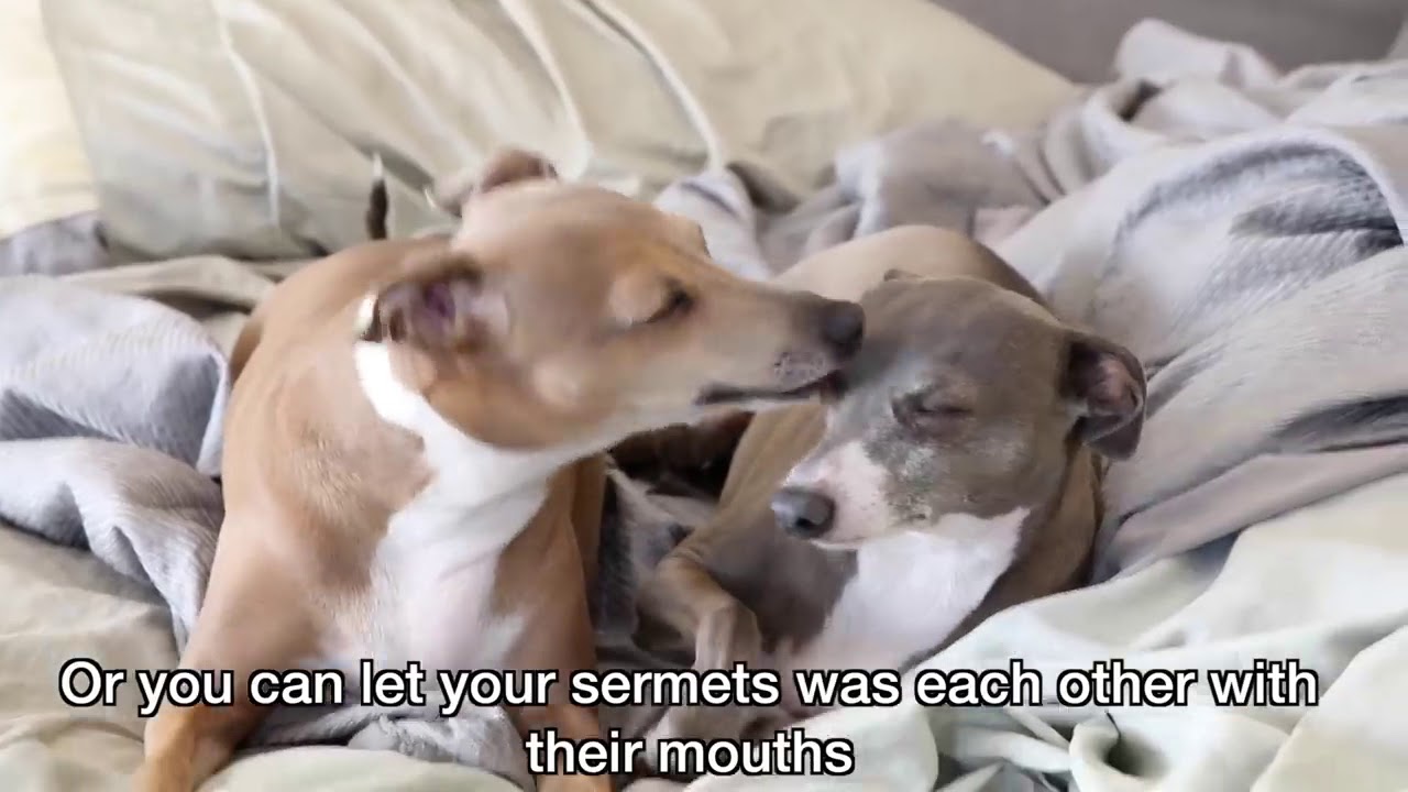 How_To_Care_For_Your_Cermet_2 NK PETAL SK - YouTube