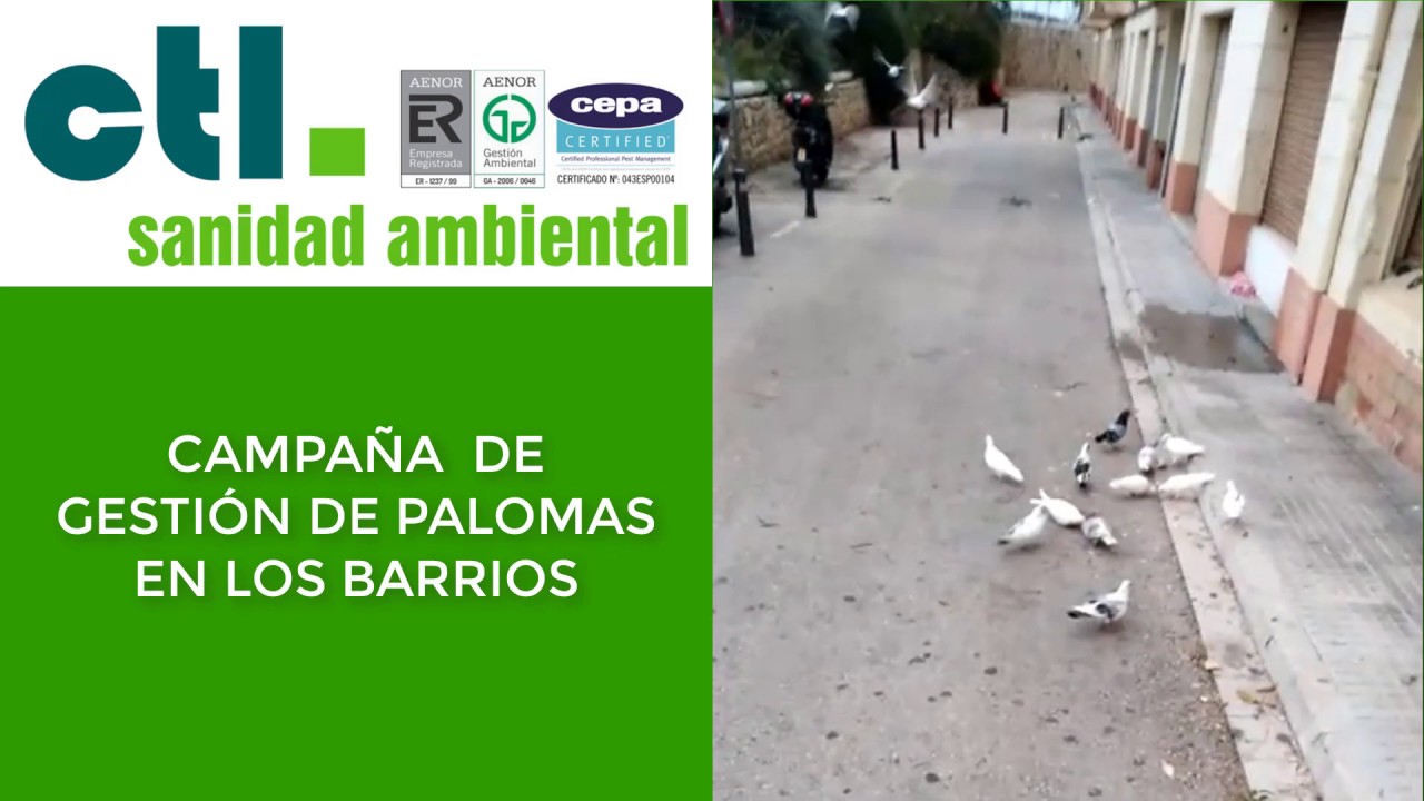 El problema de las palomas en los barrios y ciudades. - YouTube