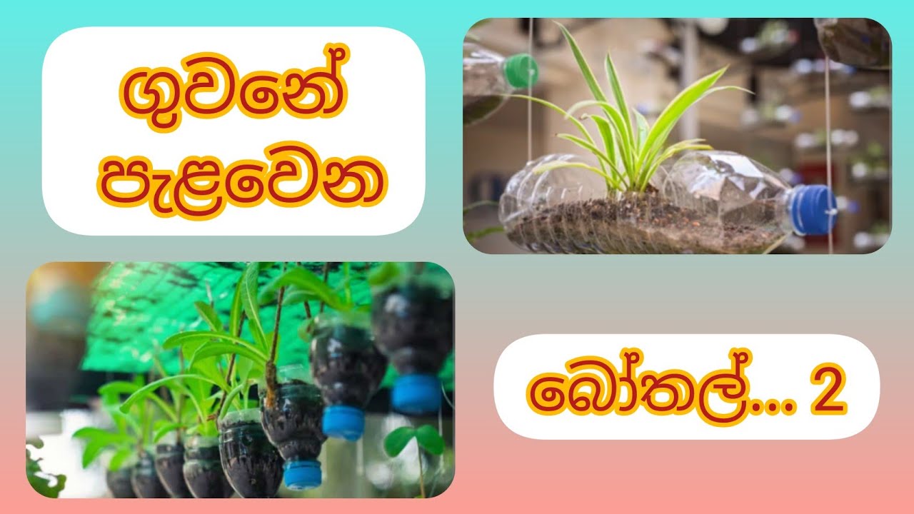 ඉවත දමන ප්ලාස්ටික් බෝතල් වල අලුත් විදියකට වගා කරමු Agri Shen Youtube