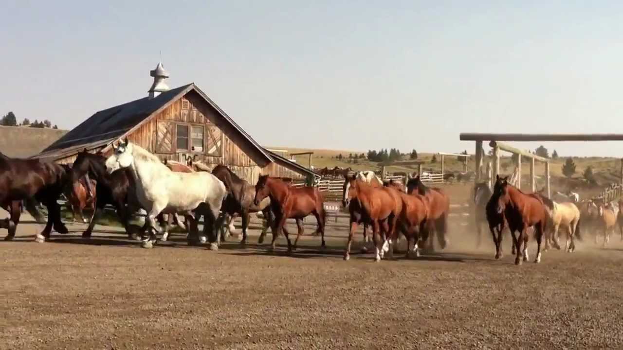 The Marlboro Ranch - The Horses Running - YouTube