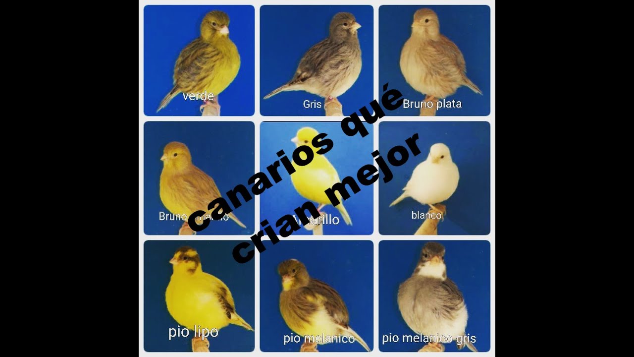 3 Episod 12/ Quels types de canaris se reproduisent le mieux ? et ...