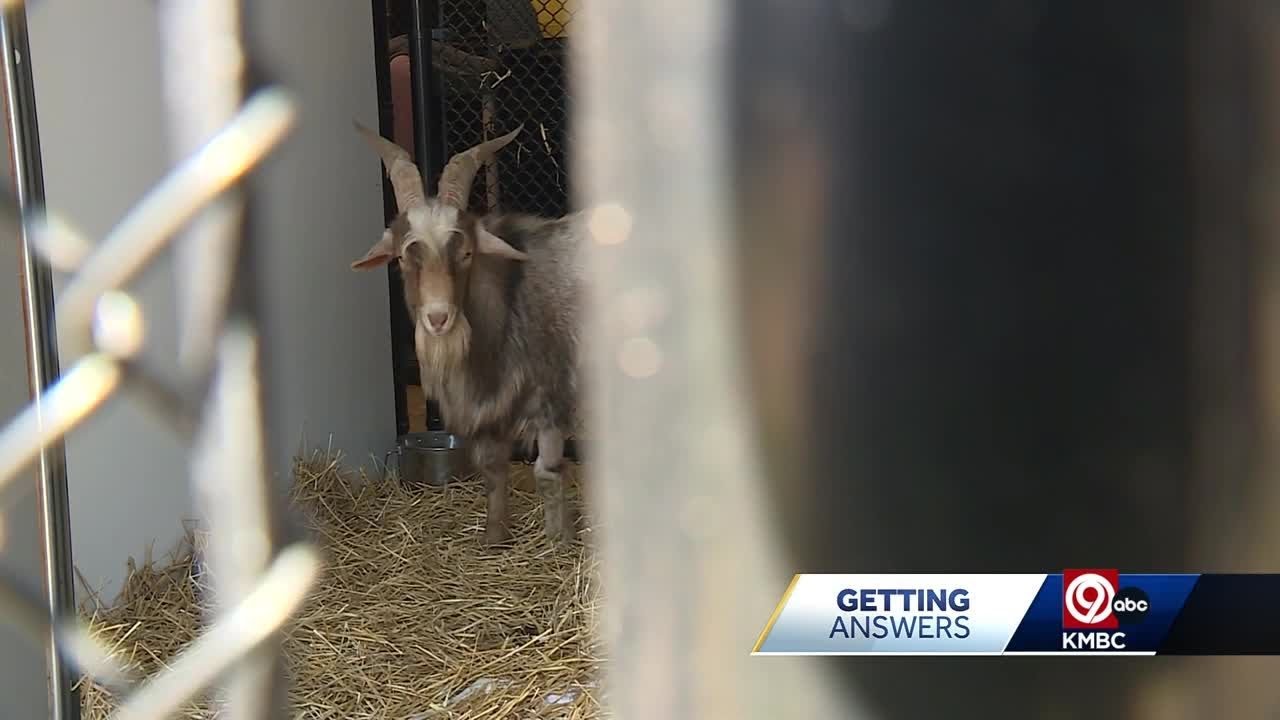 Stolen goat rescued from bridge in Kansas City to be reunited with ...