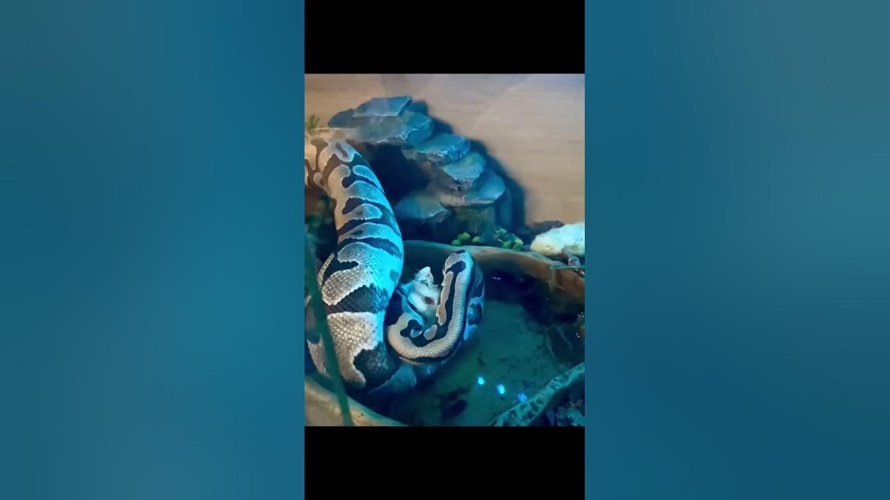 Timothy the ball Python on Timelapse eating a chick!!! - YouTube