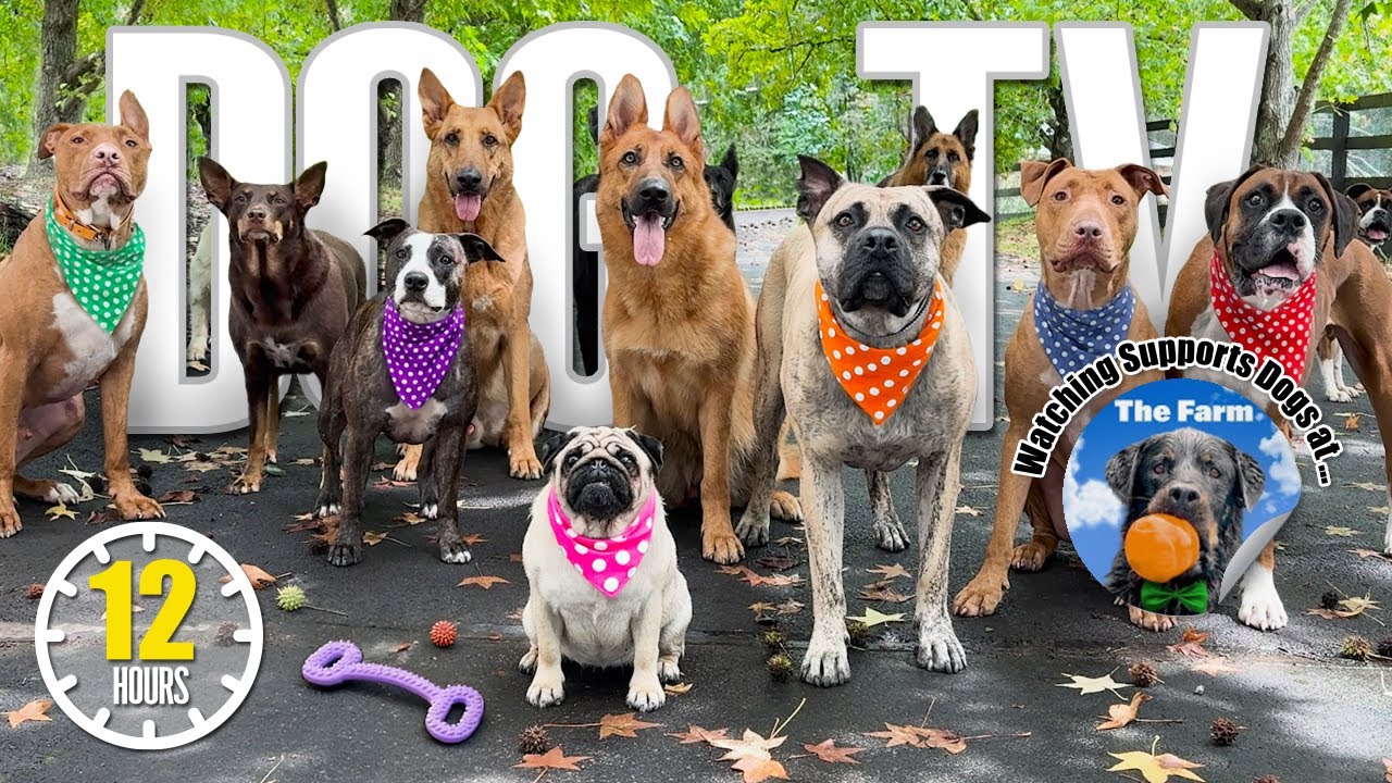 Doggy Daycare TV - Ultimate Entertainment Dog Video for Dogs To Watch ...