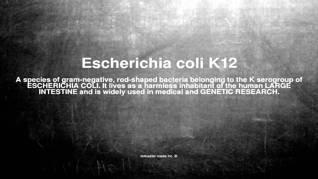 Medical Vocabulary What Does Escherichia Coli K12 Mean YouTube medical-vocabulary-what-does-escherichia-coli-k12-mean-youtube