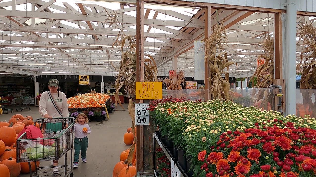🎃In the United States pumpkins go hand in hand with Autumn/fall ...