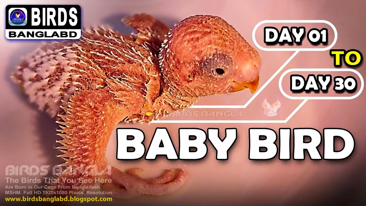 First 30 Days Budgerigar Albino Baby Bird Growth Day By Day | Birds ...