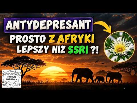 🌸Silny roślinny ANTYDEPRESANT, o którym zapewne nie słyszałeś | Kanna 🌱😃