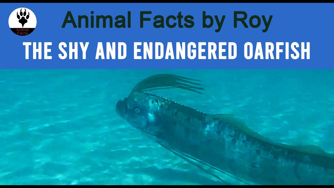 The Endangered Oar fish | Animal Facts By Roy - YouTube