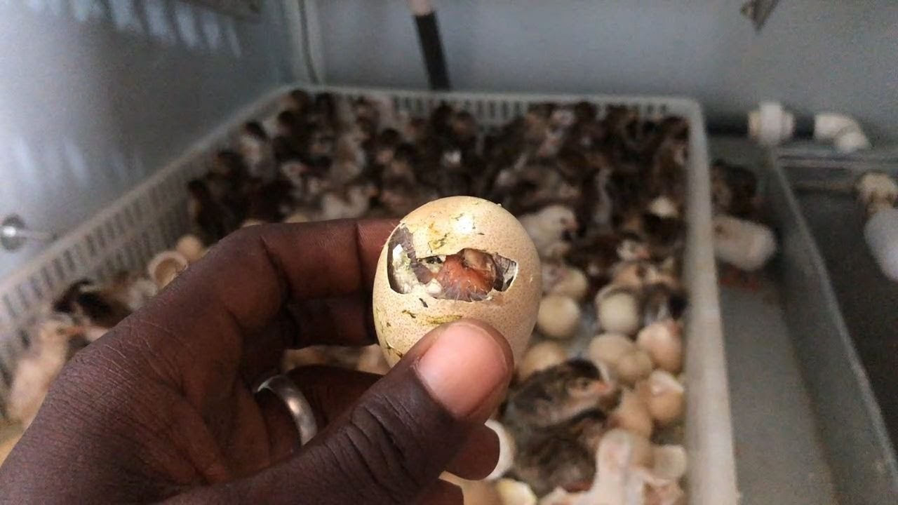 Fresh from the Shell - Watch Our Guinea Keets Hatch Inside the ...
