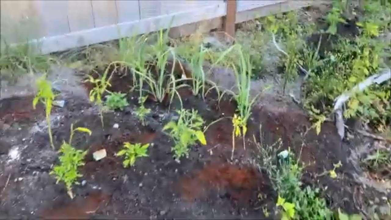 Ground Cayenne pepper,Garlic,Onion and Cinnamon Powder for my Garden/7/ ...