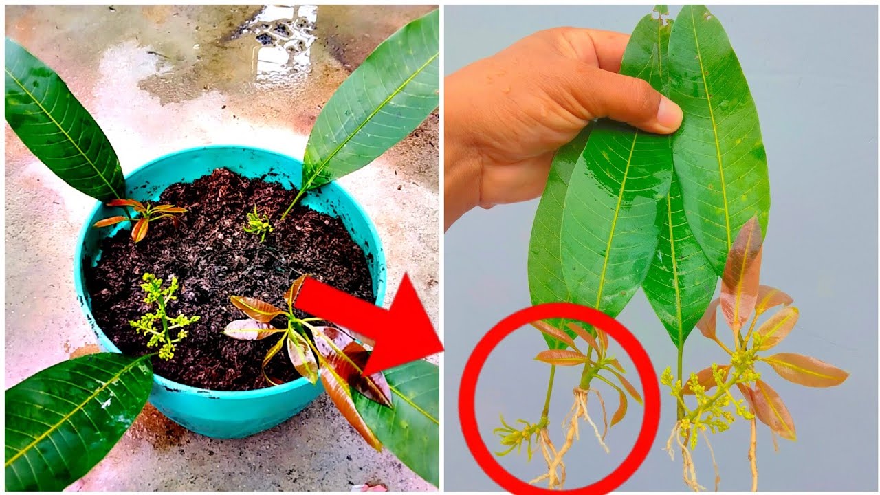 growing mango tree from mango Leaf success 💯 - YouTube