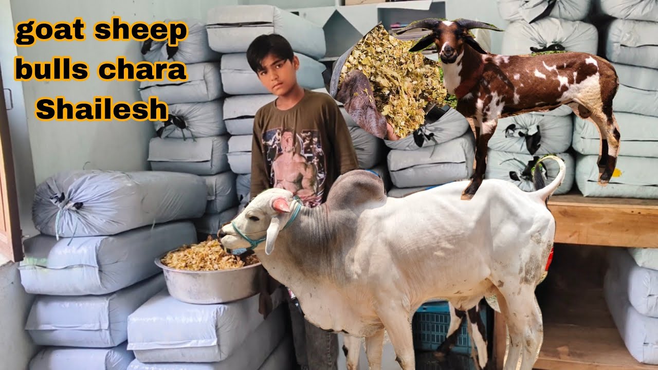 Goat sheep ka chara Shailesh or Hyderabadi female available in ...
