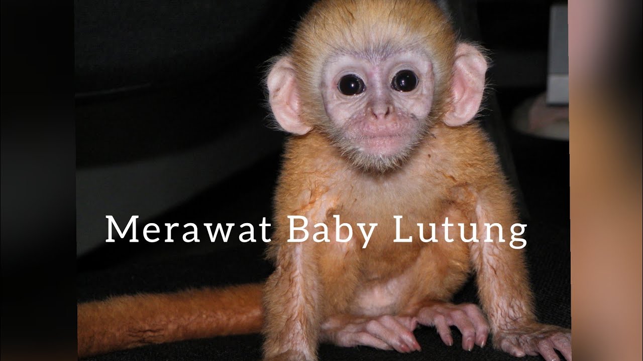 Merawat Baby Lutung 🐒 - YouTube