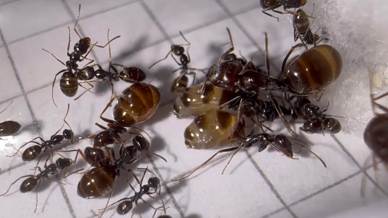 Alles was man über Proformica nasuta wissen muss! | Ameiseninfo 22 ...