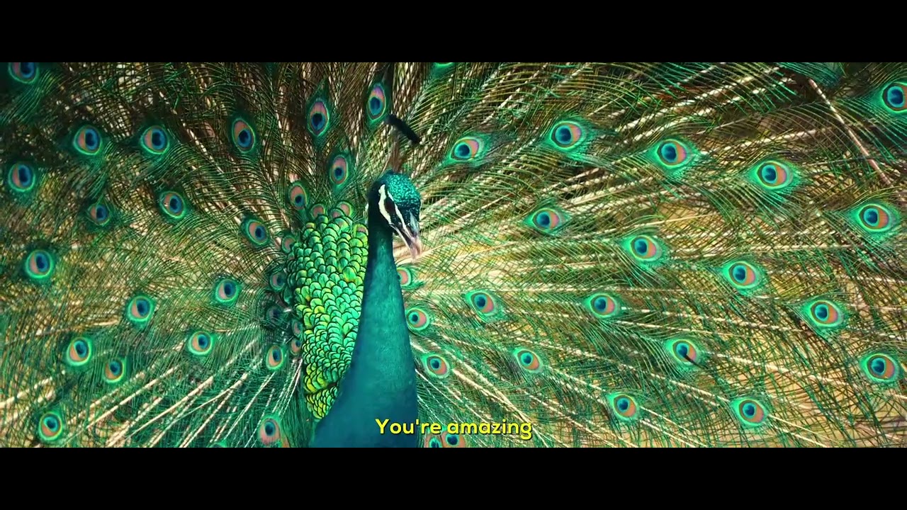 WONDERFUL WONDER (Video trailer) - YouTube