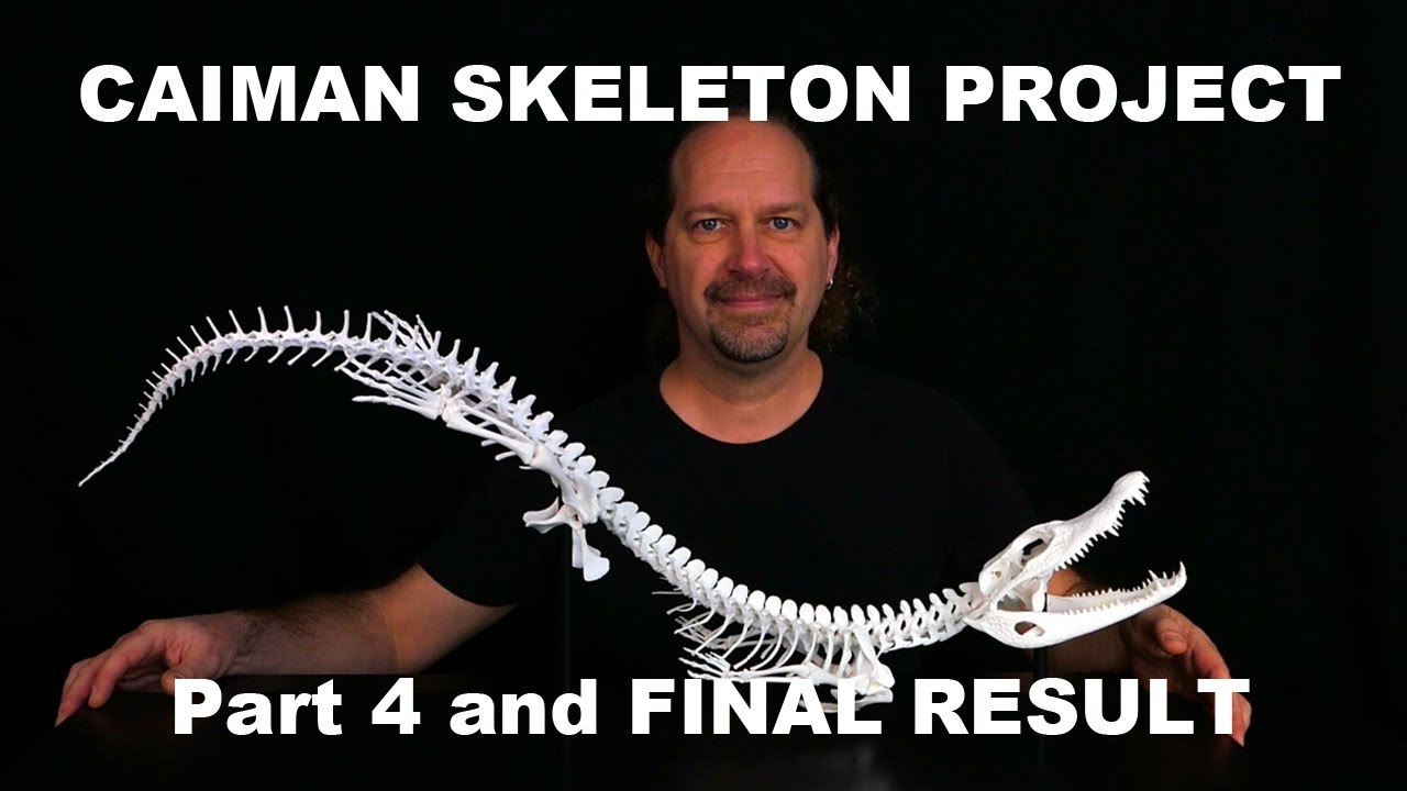 Caiman Skeleton Project - Part 4 and Final Result / Science Taxidermy ...