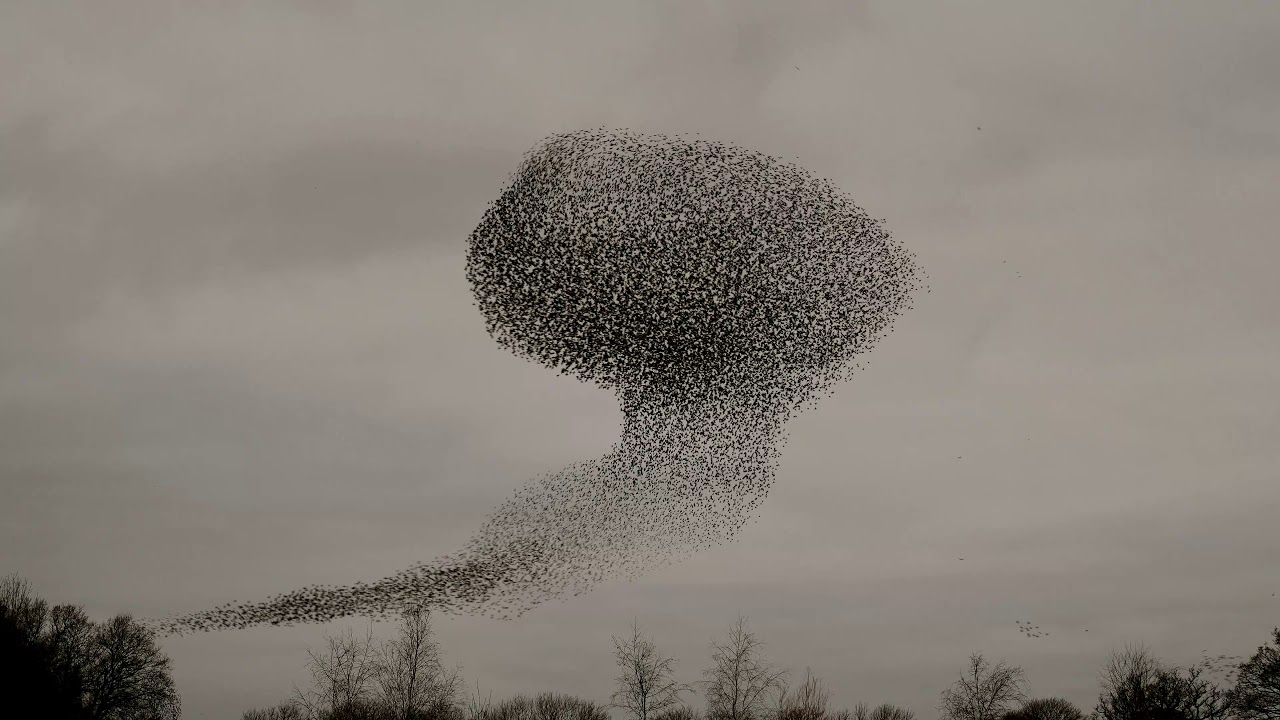 Starling Murmuration in 4K - YouTube