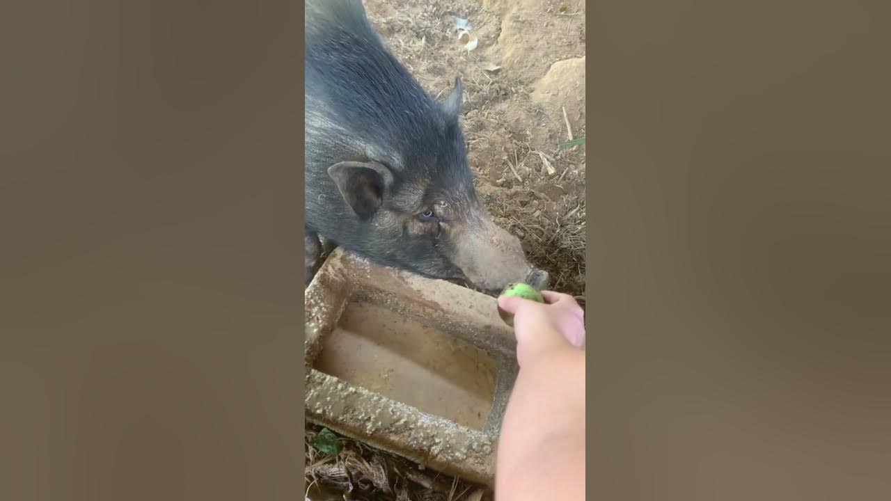 CHO EM HEO ĂN VÚ SỮA - YouTube