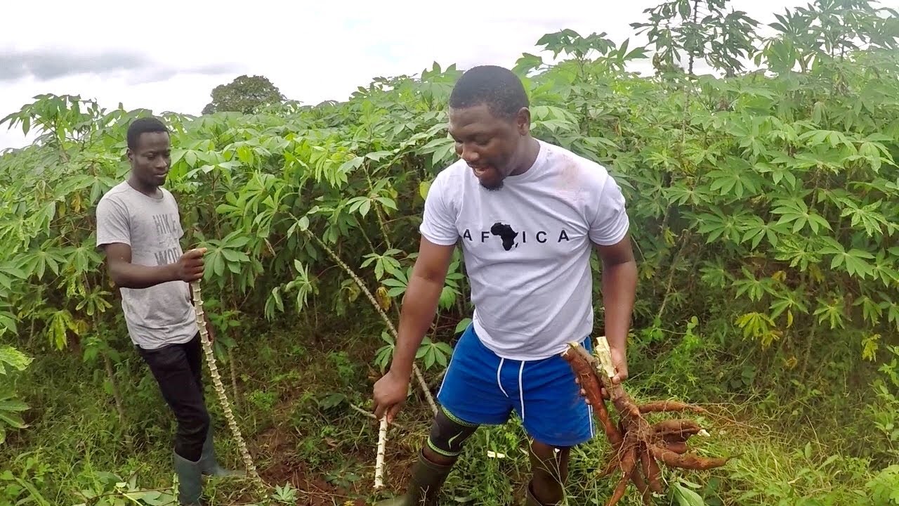 Why Cassava Farming Changed My Life! - YouTube