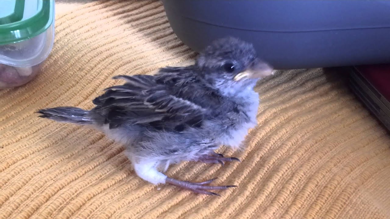 Kleiner Spatz Handaufzucht (2) - YouTube