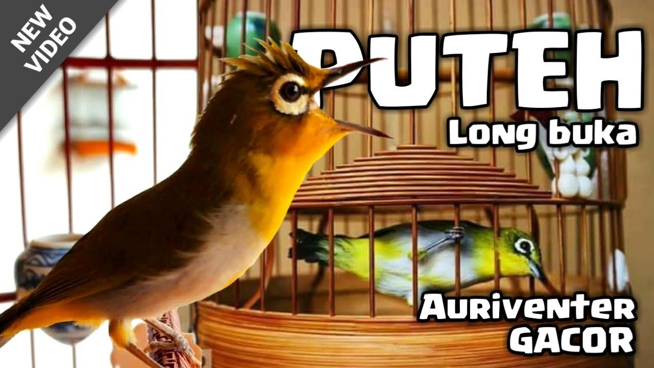 ORIENTAL WHITE EYE BIRD SINGING - MATA PUTEH LONG BUKA FOR TRAINING ...