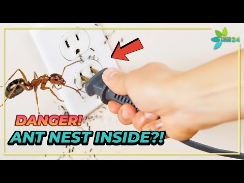 How To Keep Ants From Coming Out Of Electrical Outlets